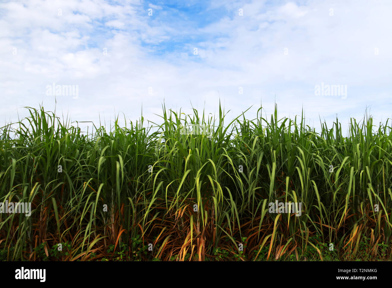 Sugarcane farm hi-res stock photography and images - Alamy