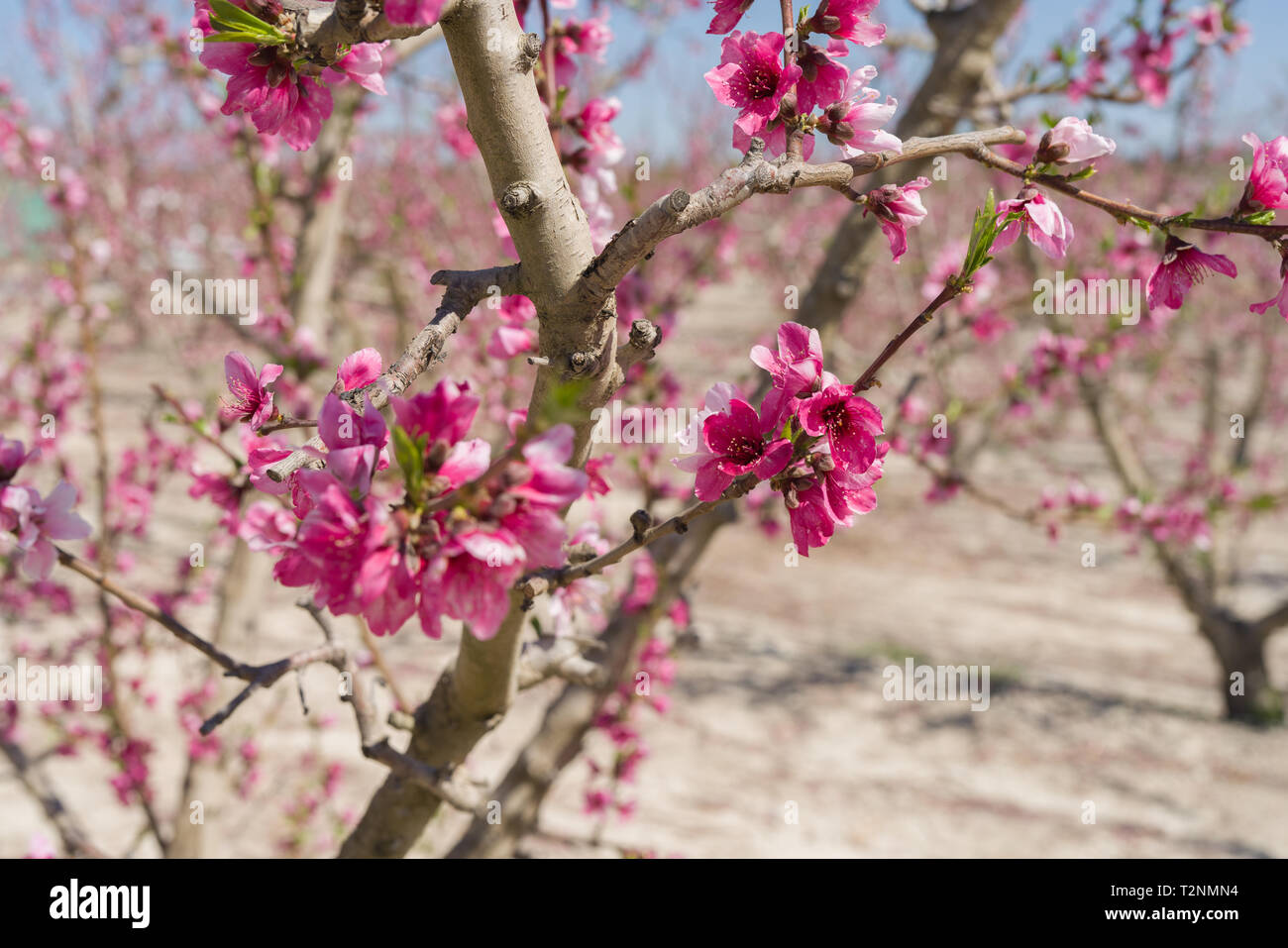 Beautiful pink peach flowers petals and trees blooming on a spring ...