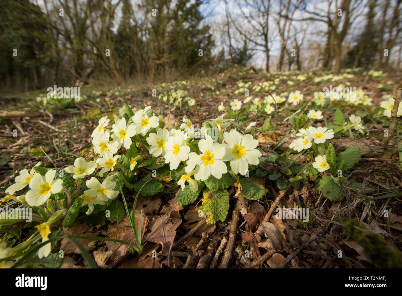 Wild primroses uk hi-res stock photography and images - Alamy
