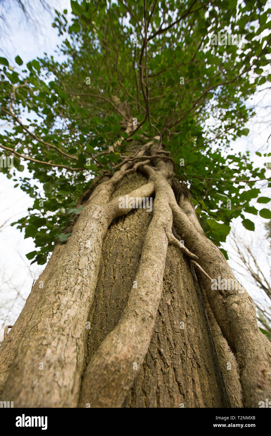 A large growth of ivy, Hedera helix, that has grown up the trunk of an ...