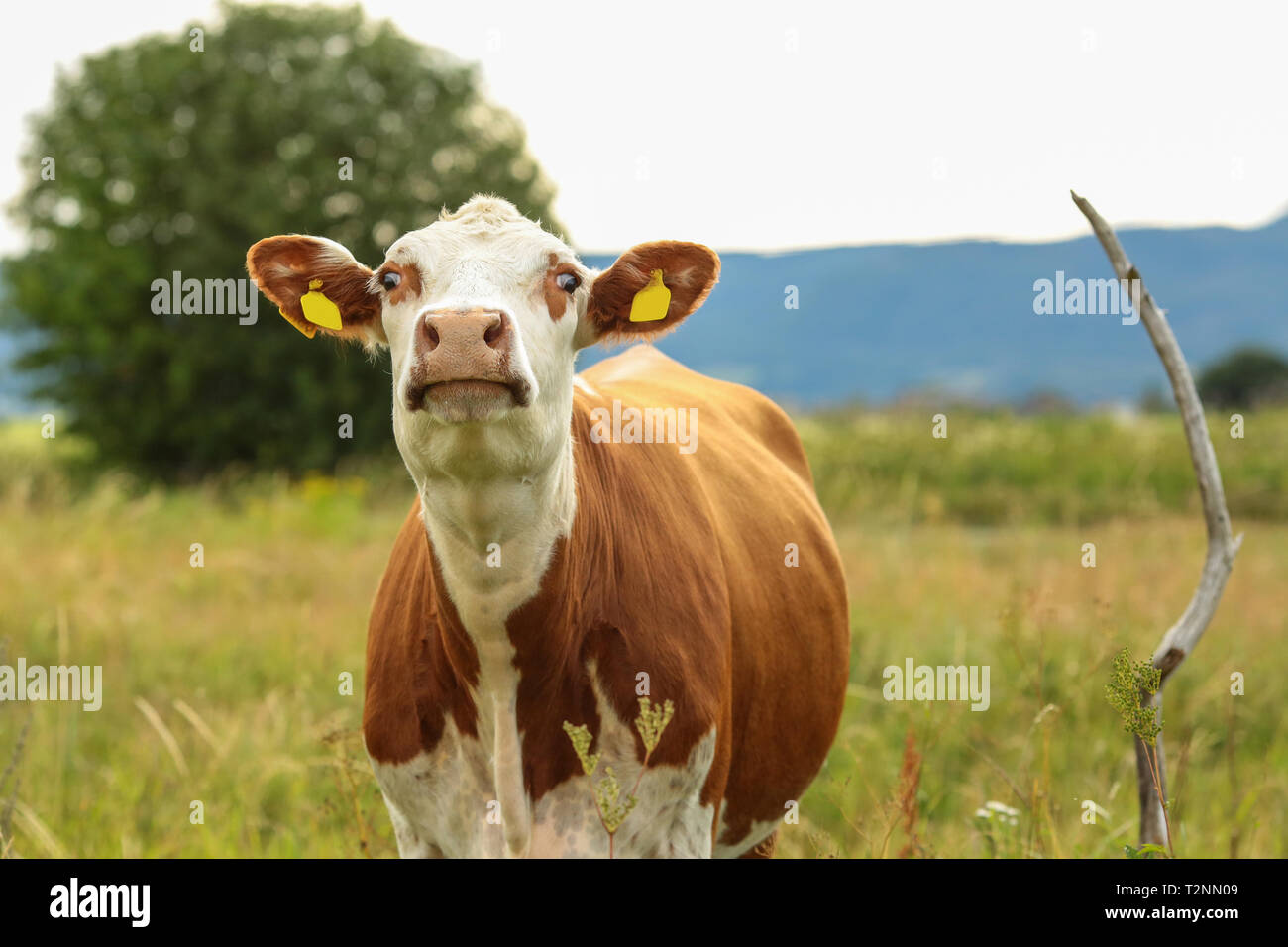 Surprised Cow High Resolution Stock Photography and Images - Alamy