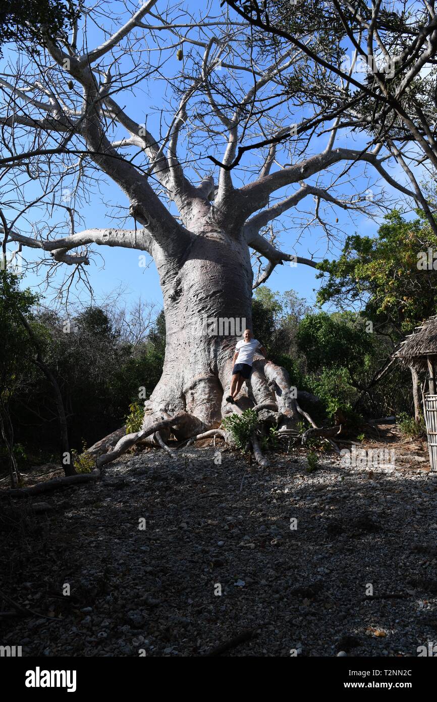 Baobab tree on Azura Quilalea Private Island, Quirimbas Archipelago ...