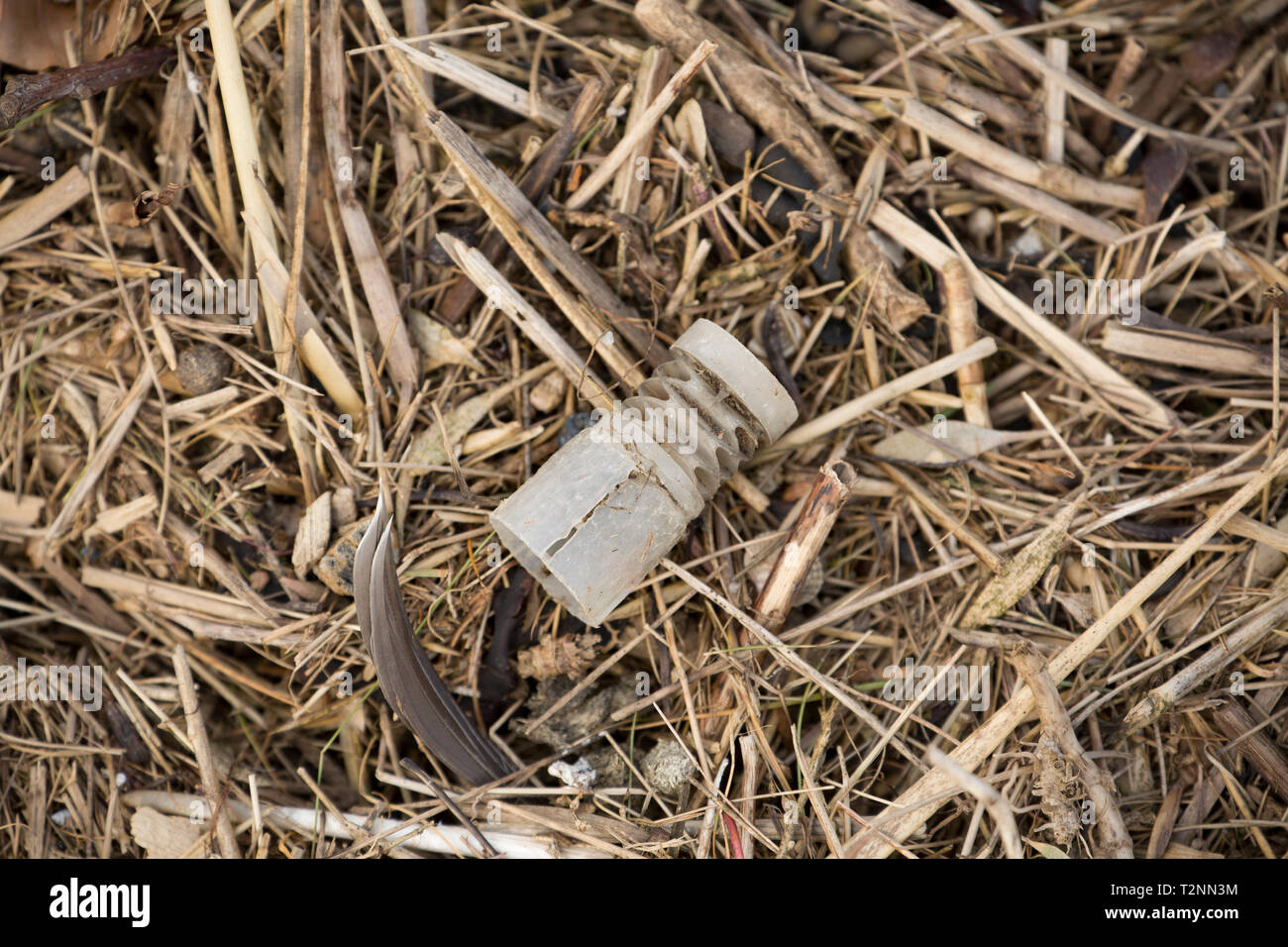 A plastic 12 gauge, or bore, shotgun wad washed up at the high tide ...