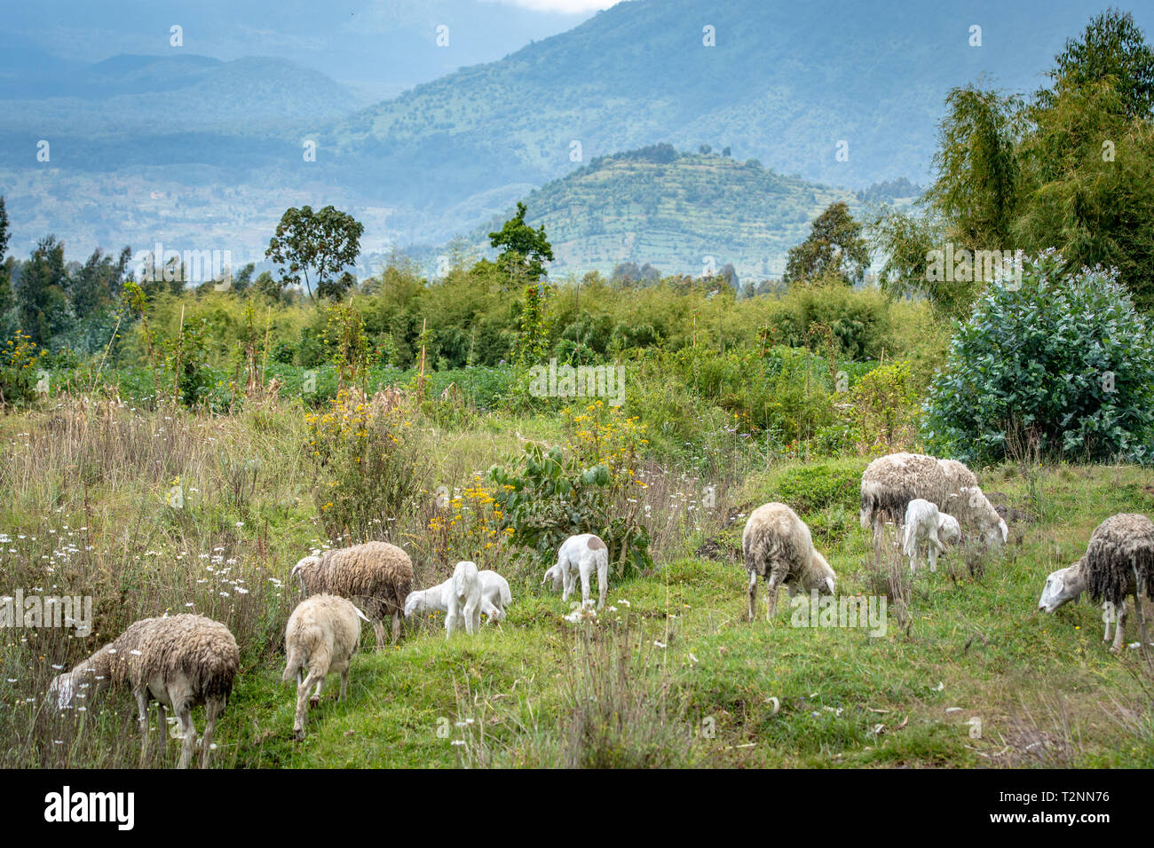 Sheep grazing in open field with hill landscape in the distance, Kinigi ...