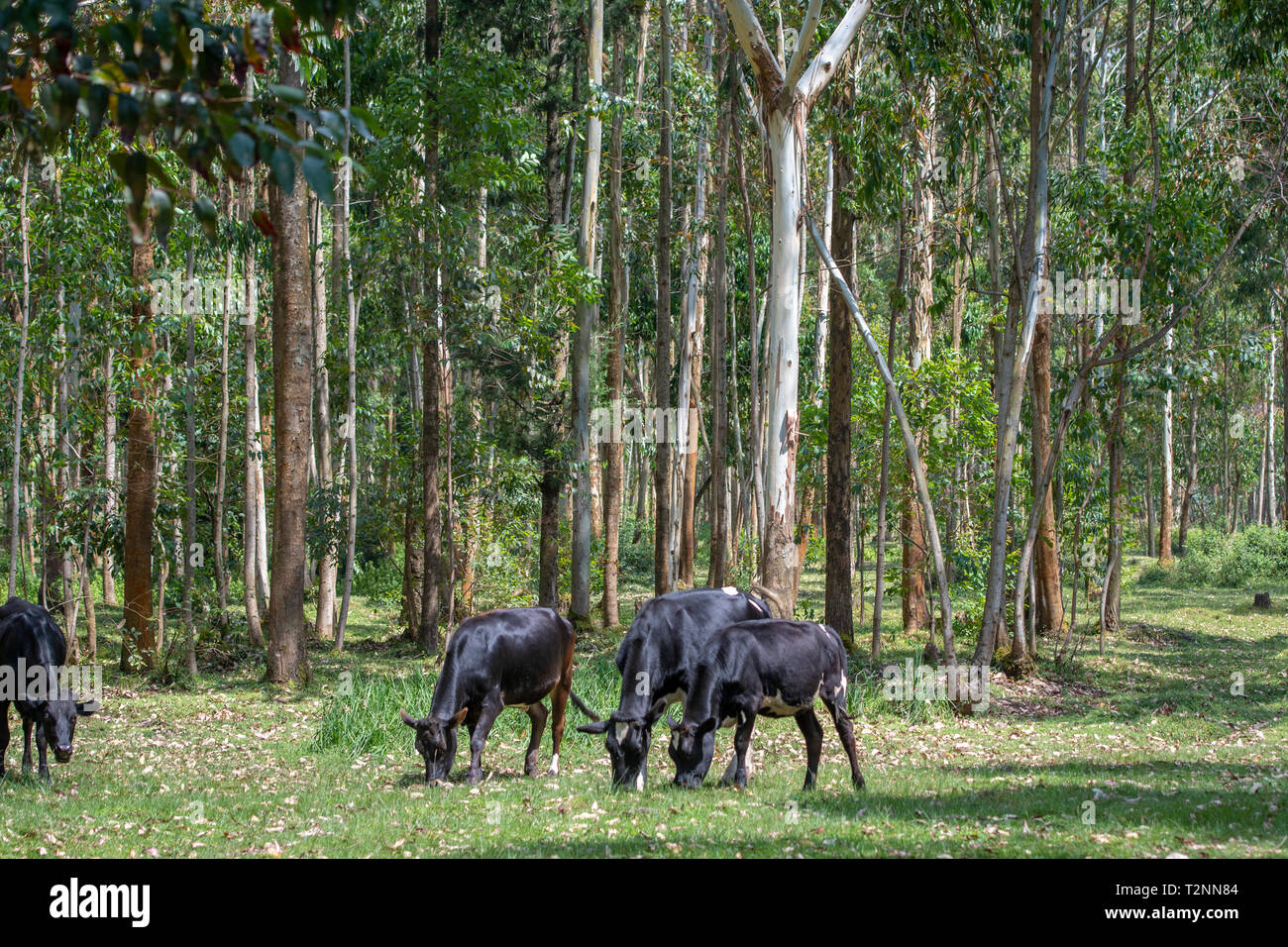Cattle grazing in Eucalyptus grove, Kinigi, Rwanda Stock Photo - Alamy
