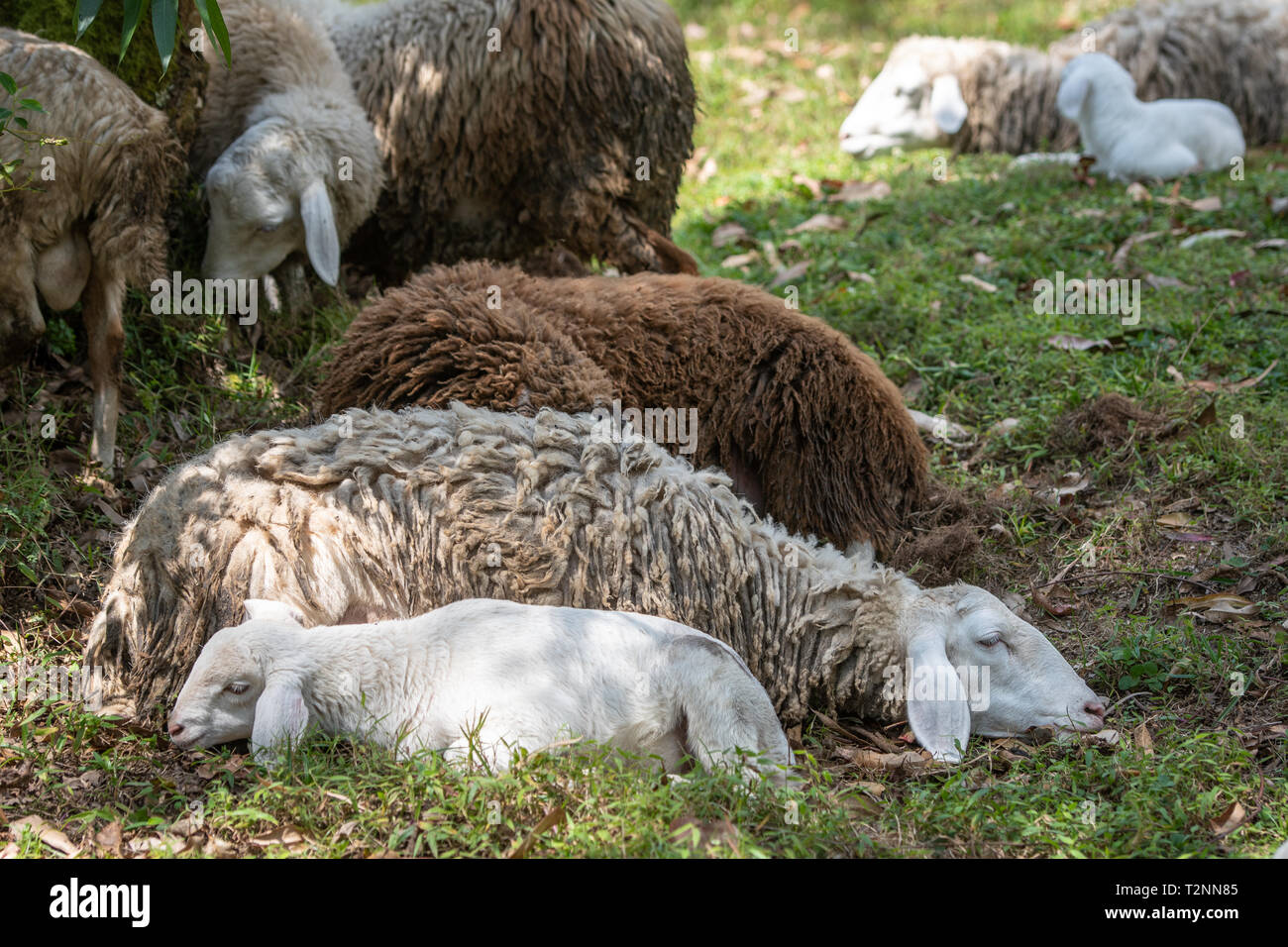 Sheep with her lamb lays down and takes a rest in Eucalyptus grove ...