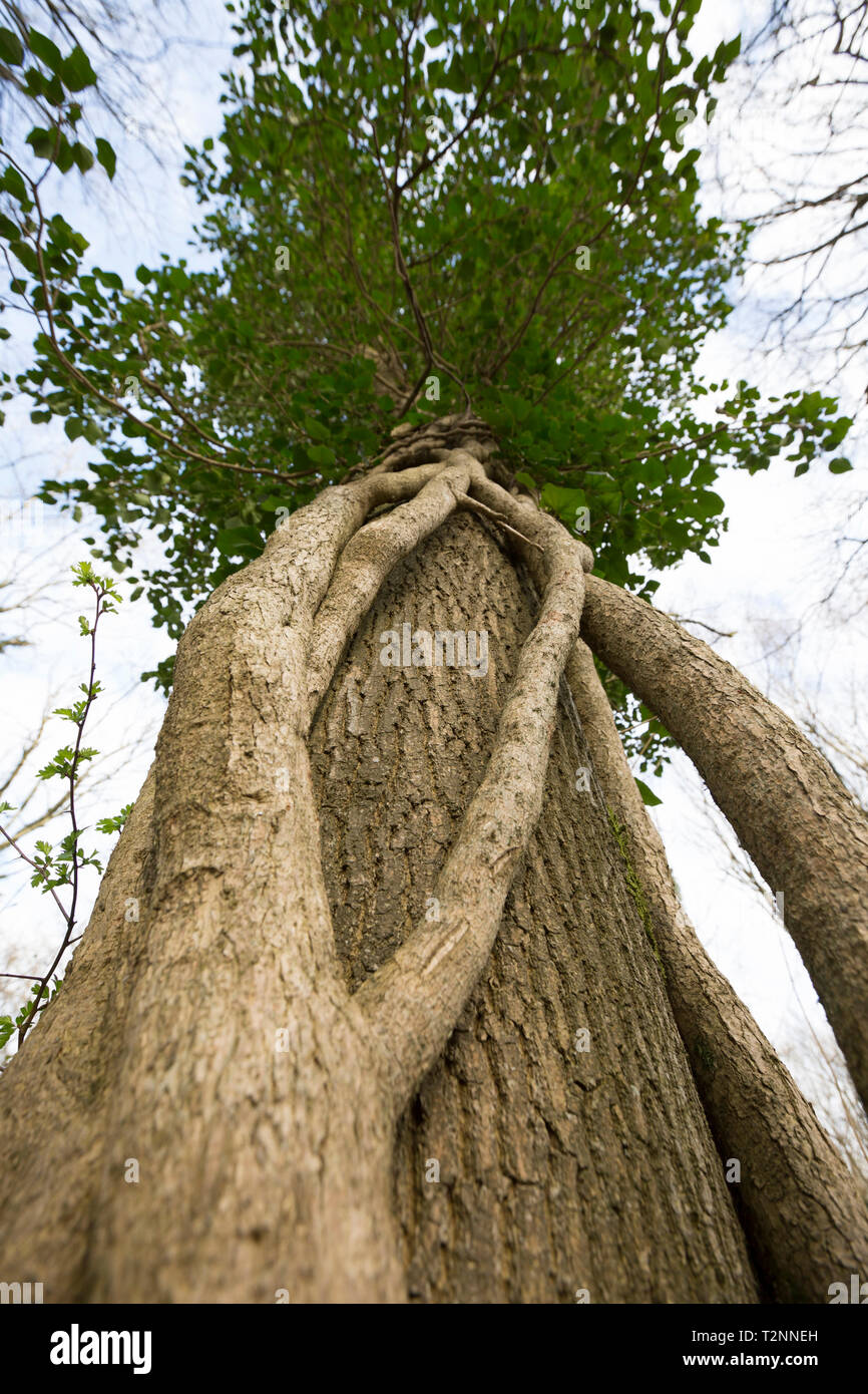 A large growth of ivy, Hedera helix, that has grown up the trunk of an ...
