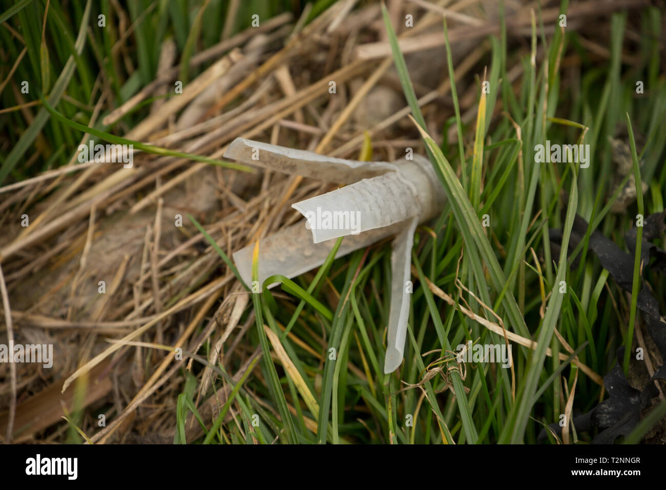 A plastic 12 gauge, or bore, shotgun wad washed up at the high tide ...
