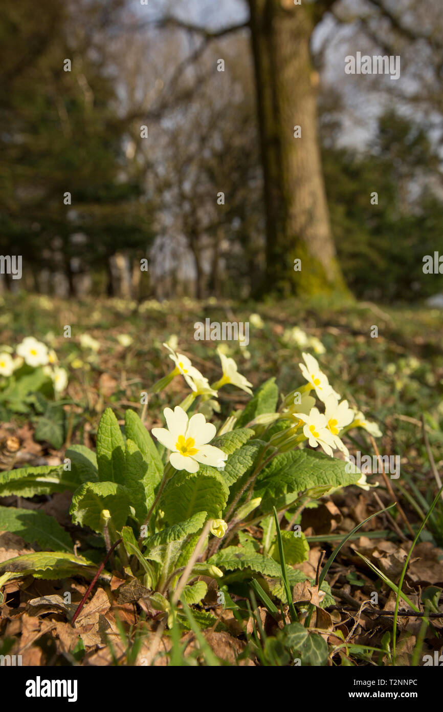 Wild primroses uk hi-res stock photography and images - Alamy