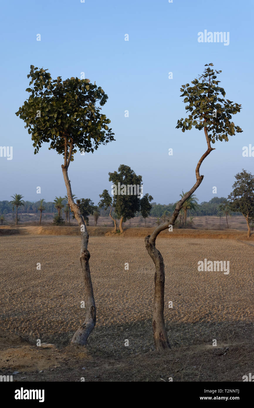 A trio of trees in Indian dry land Stock Photo - Alamy