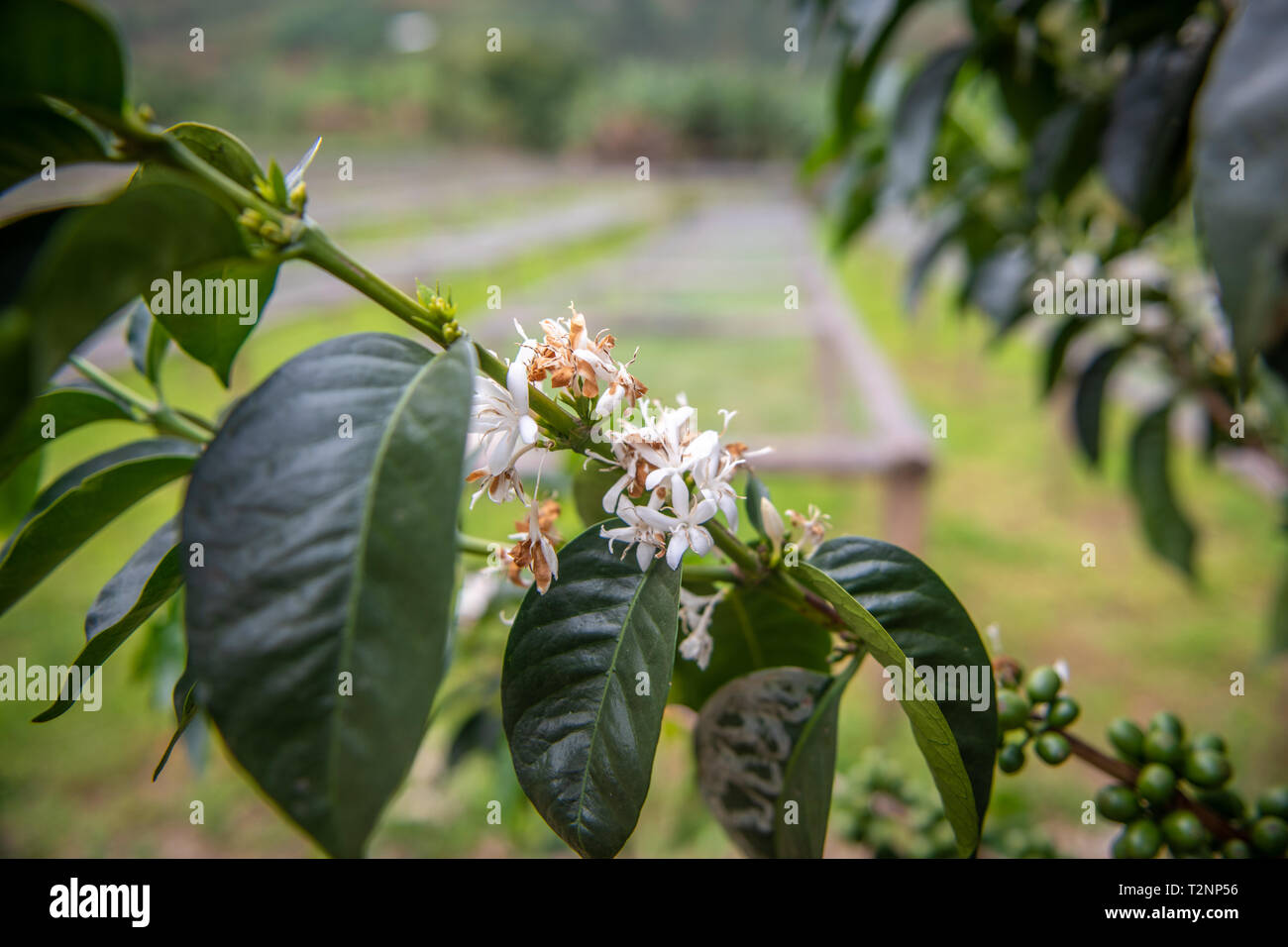 Coffee blossoms blooming on coffee tree in Rwanda Stock Photo - Alamy