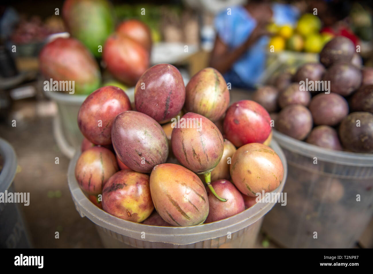 Tree tomatoes hi-res stock photography and images - Alamy