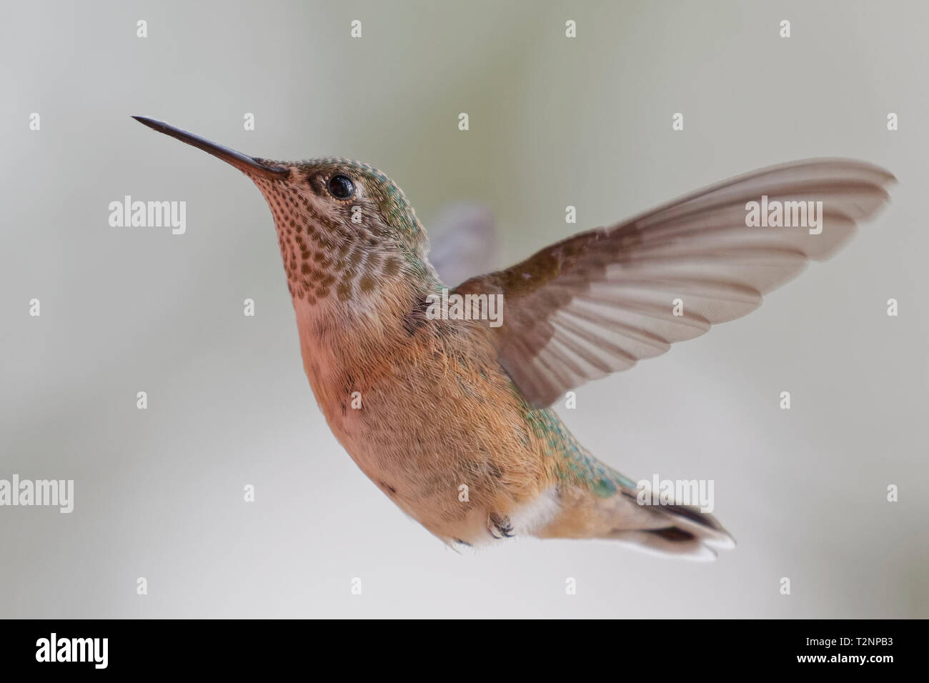 Calliope hummingbird hi-res stock photography and images - Alamy