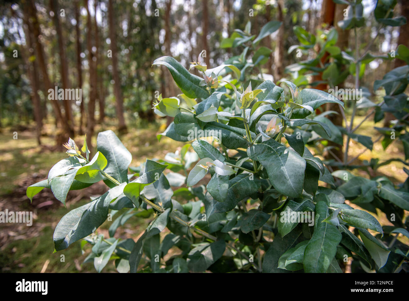 Eucalyptus tree, Kinigi, Rwanda Stock Photo - Alamy