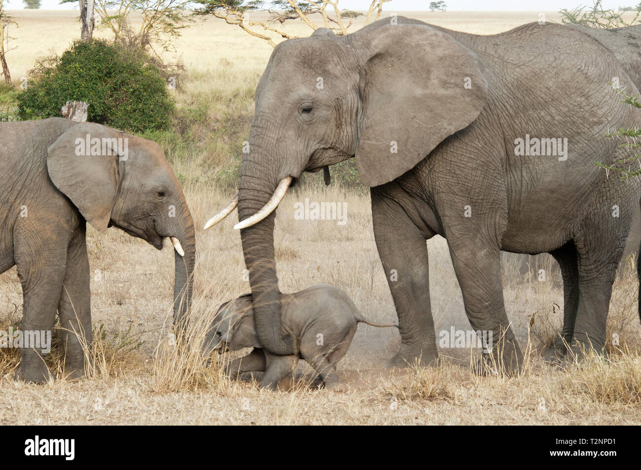 African elephant family Stock Photo - Alamy