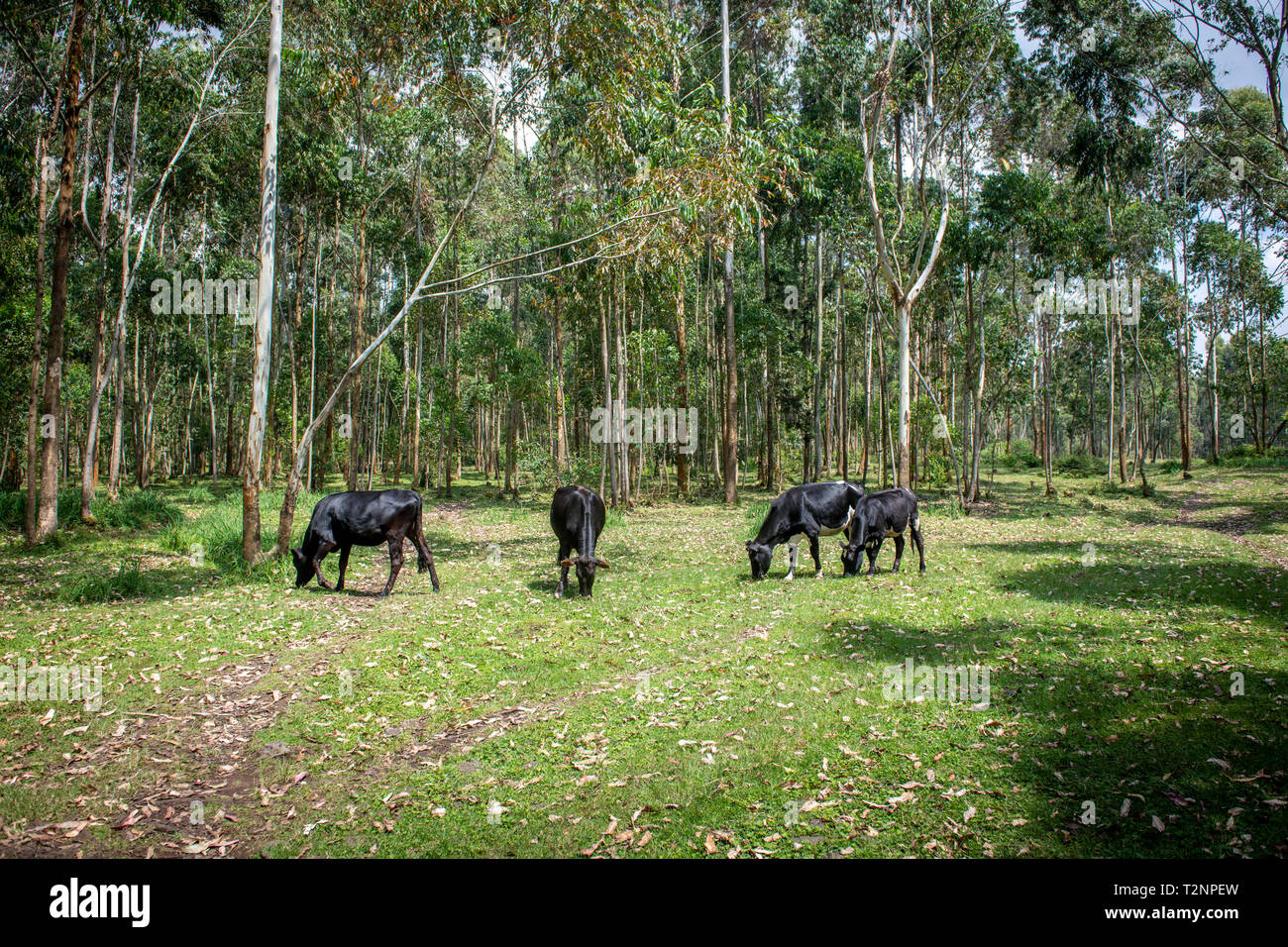 Dairy cattle grazing in Eucalyptus grove, Kinigi, Rwanda Stock Photo ...