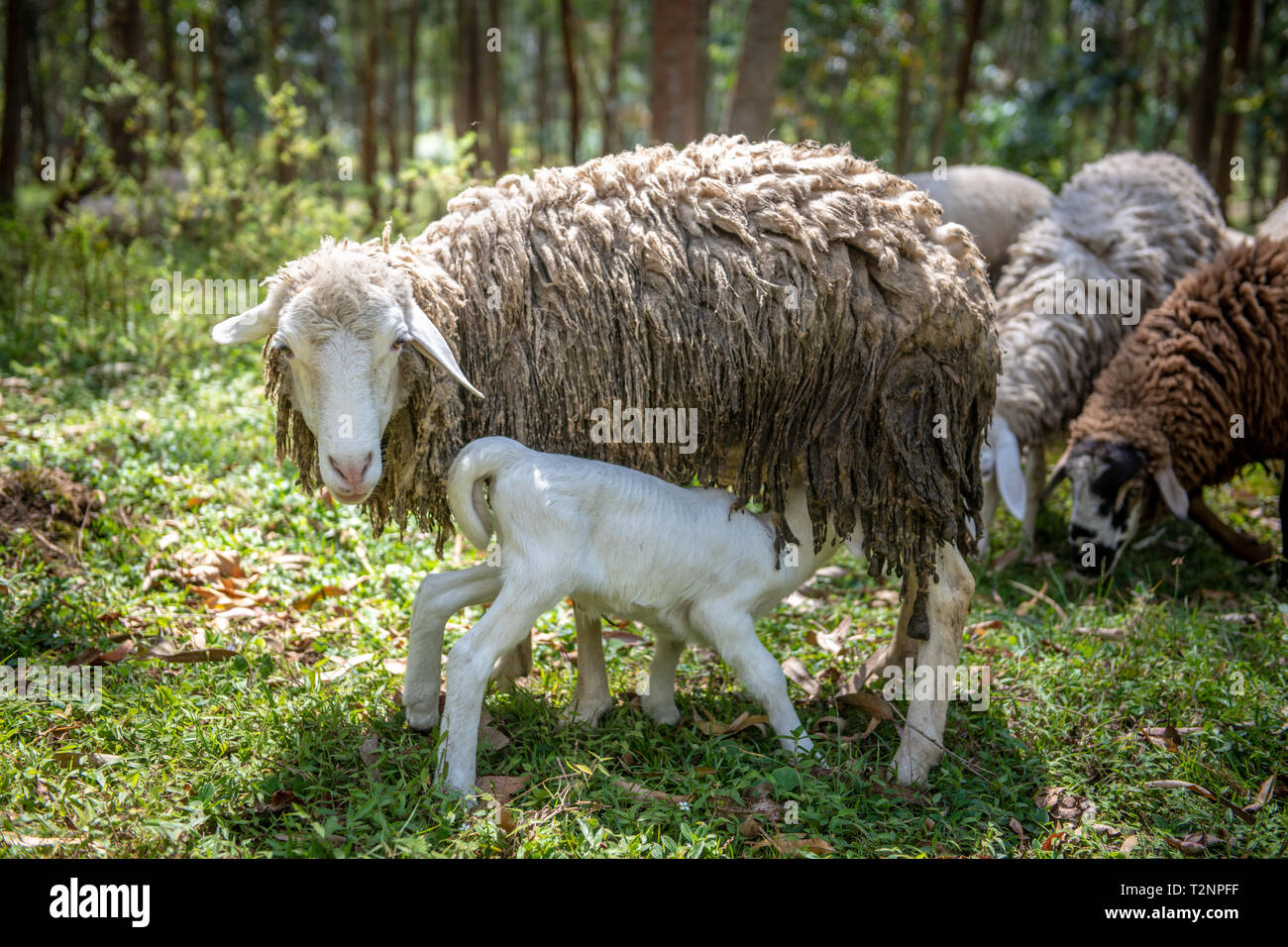 Lamb nursing from its mother in Eucalyptus grove, Kinigi, Rwanda Stock ...