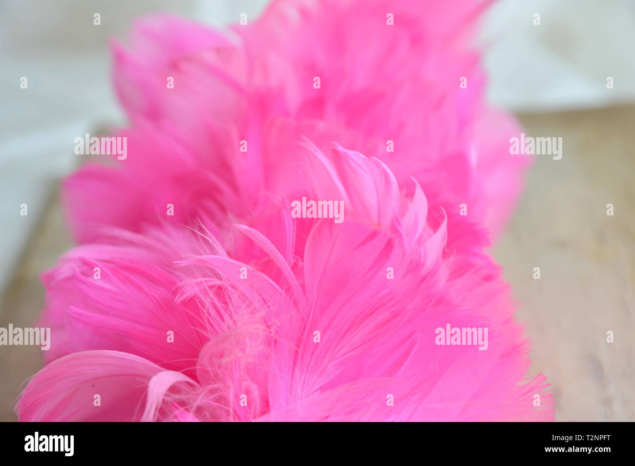 pink wood dust chicken feather texture and background Stock Photo - Alamy