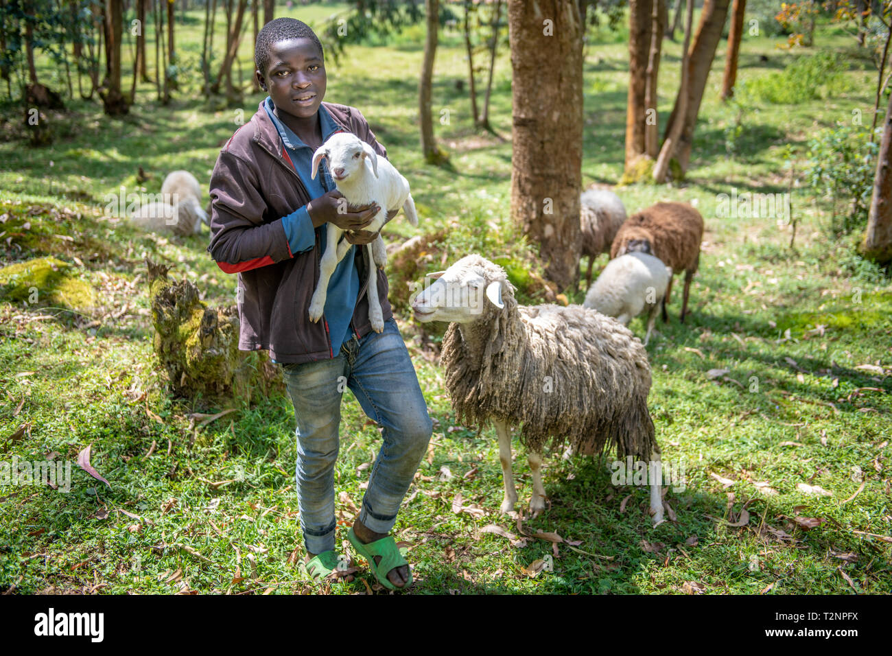 A young boy holds up lamb from his flocks sheep in Eucalyptus grove ...
