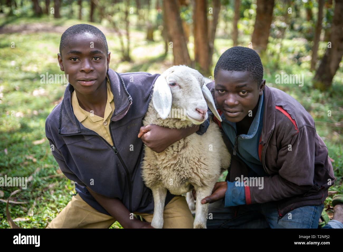 Farmer holding lamb hi-res stock photography and images - Alamy