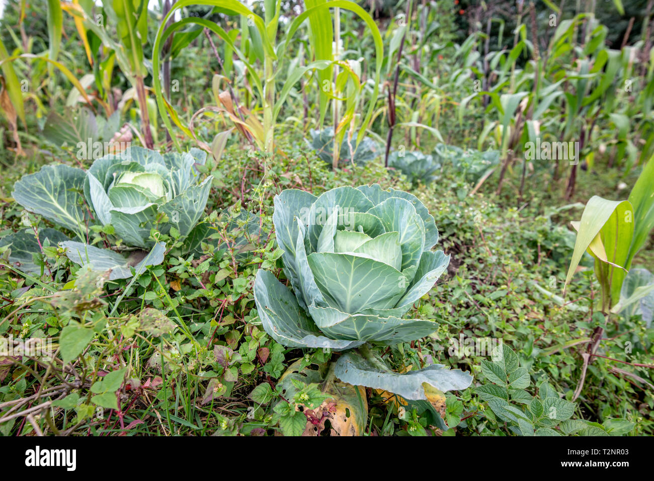Cabbage on small farms near Volcanos National Park , Rwanda Stock Photo ...