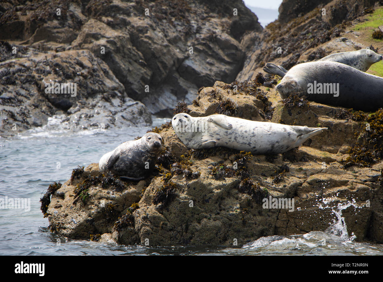 Seals on rocks hi-res stock photography and images - Alamy