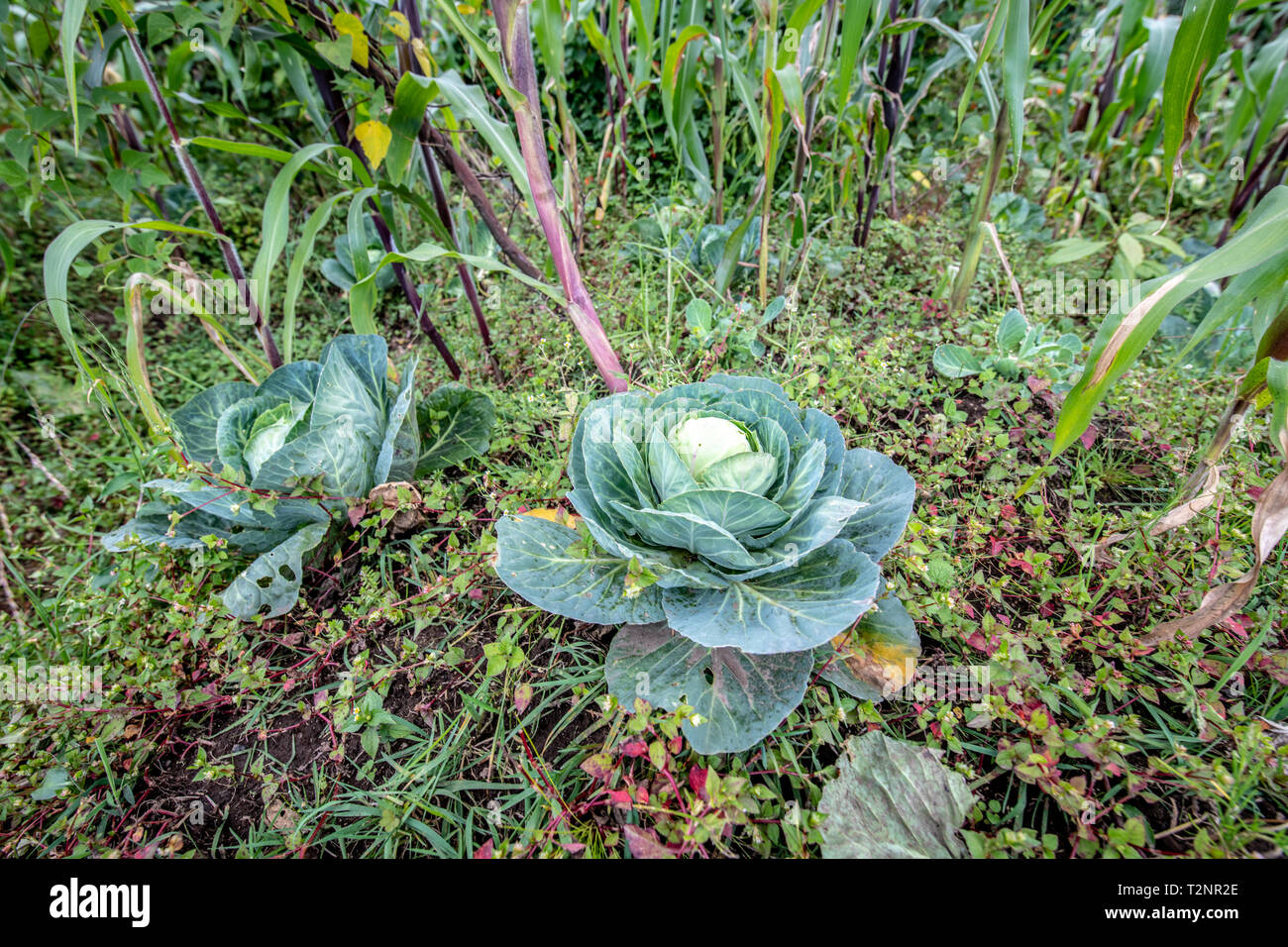 Cabbage on small farms near Volcanos National Park , Rwanda Stock Photo ...
