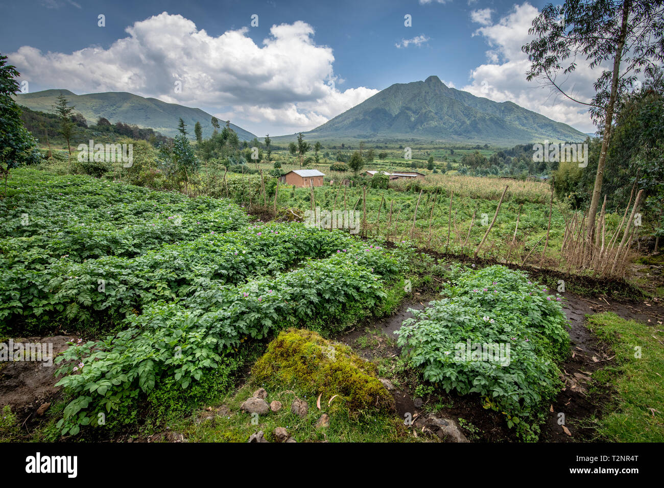 Potato fields on small farms near Volcanos National Park , Rwanda Stock ...