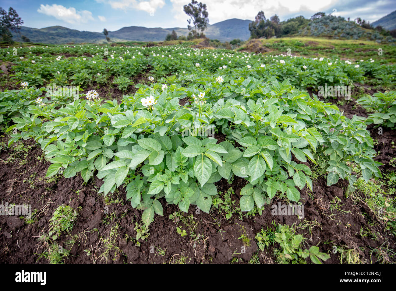 Potato fields on small farms near Volcanos National Park , Rwanda Stock ...