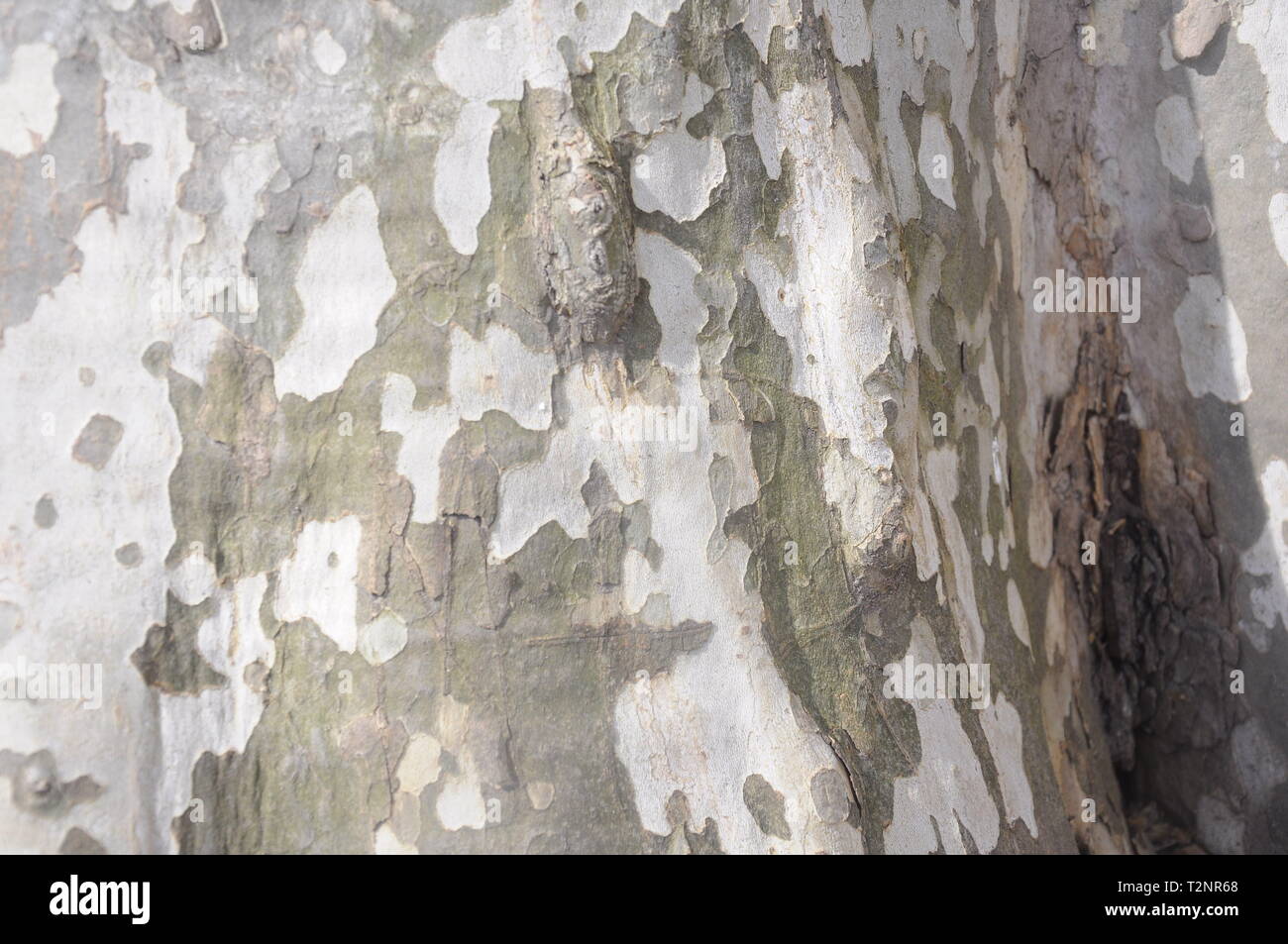 Platan tree in detail Stock Photo - Alamy
