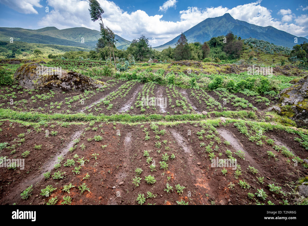 Potato fields on small farms near Volcanos National Park , Rwanda Stock ...