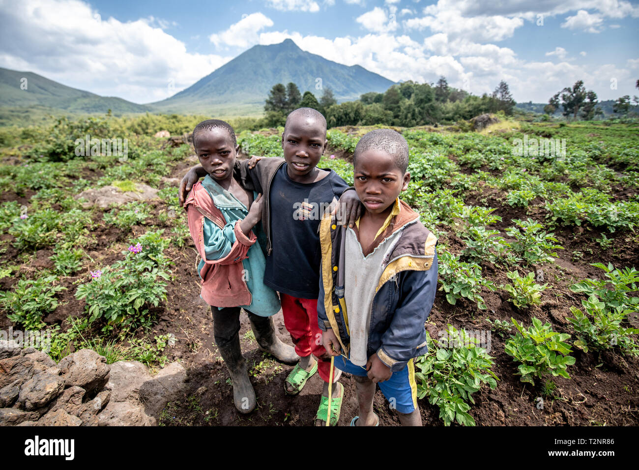 Kids in Potato field on small farms near Volcanos National Park ...