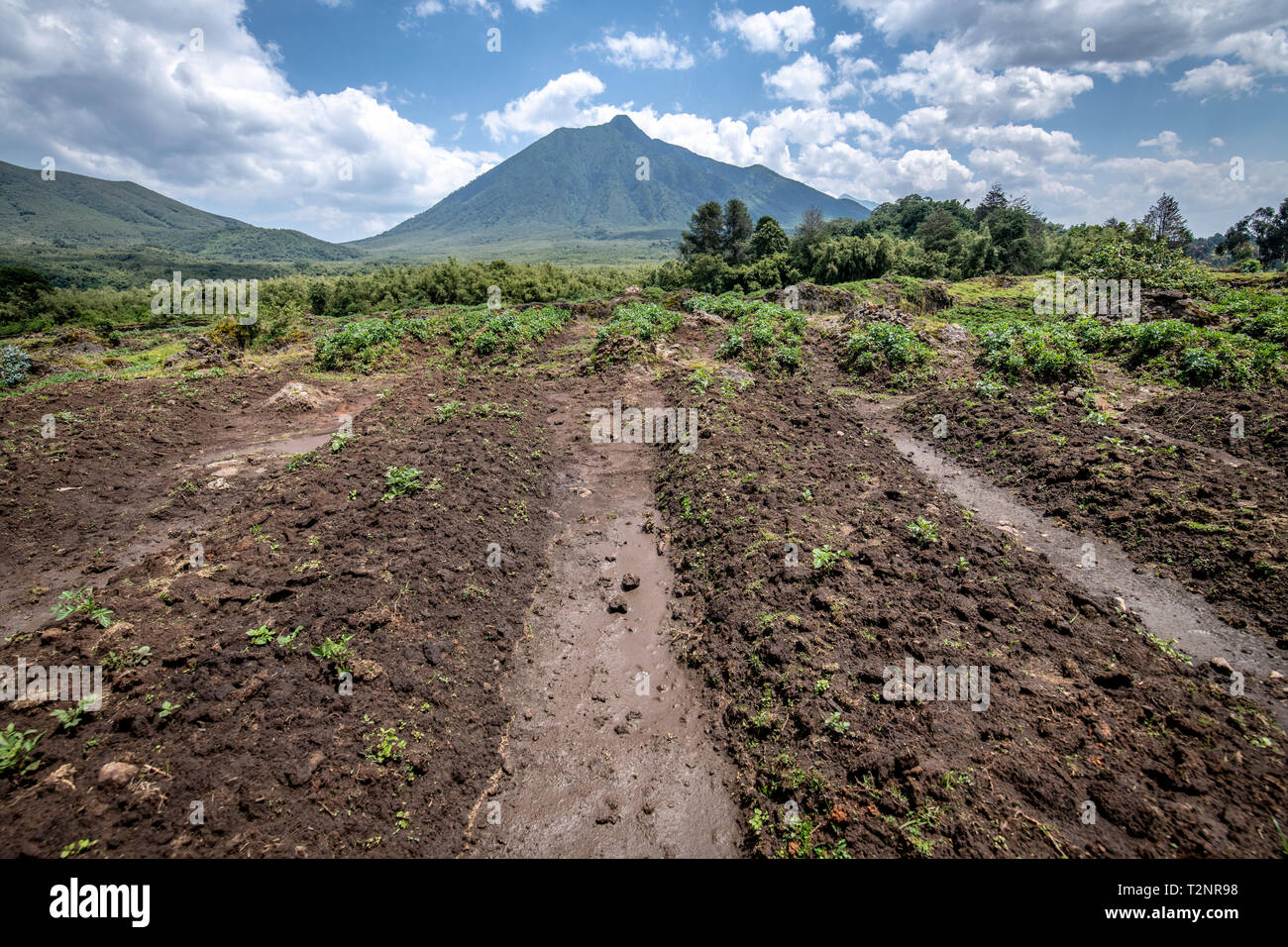 Potato fields on small farms near Volcanos National Park , Rwanda Stock ...