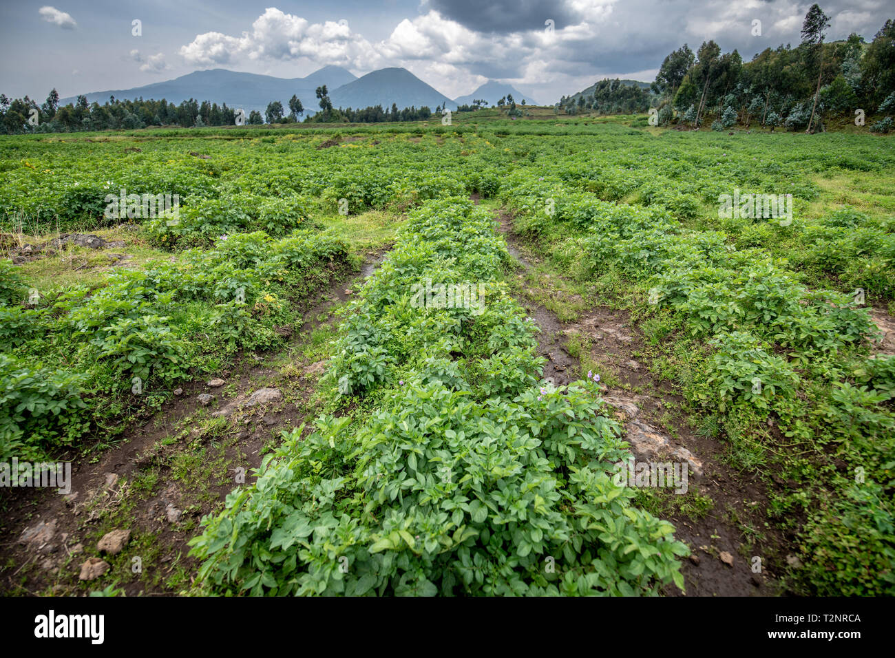 Potato fields on small farms near Volcanos National Park , Rwanda Stock ...