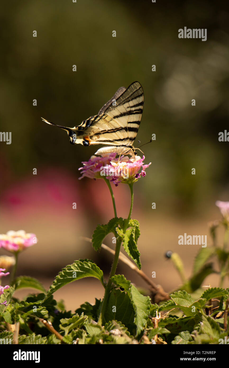Scarce Swallowtail Buttery in Crete, Greece Stock Photo - Alamy