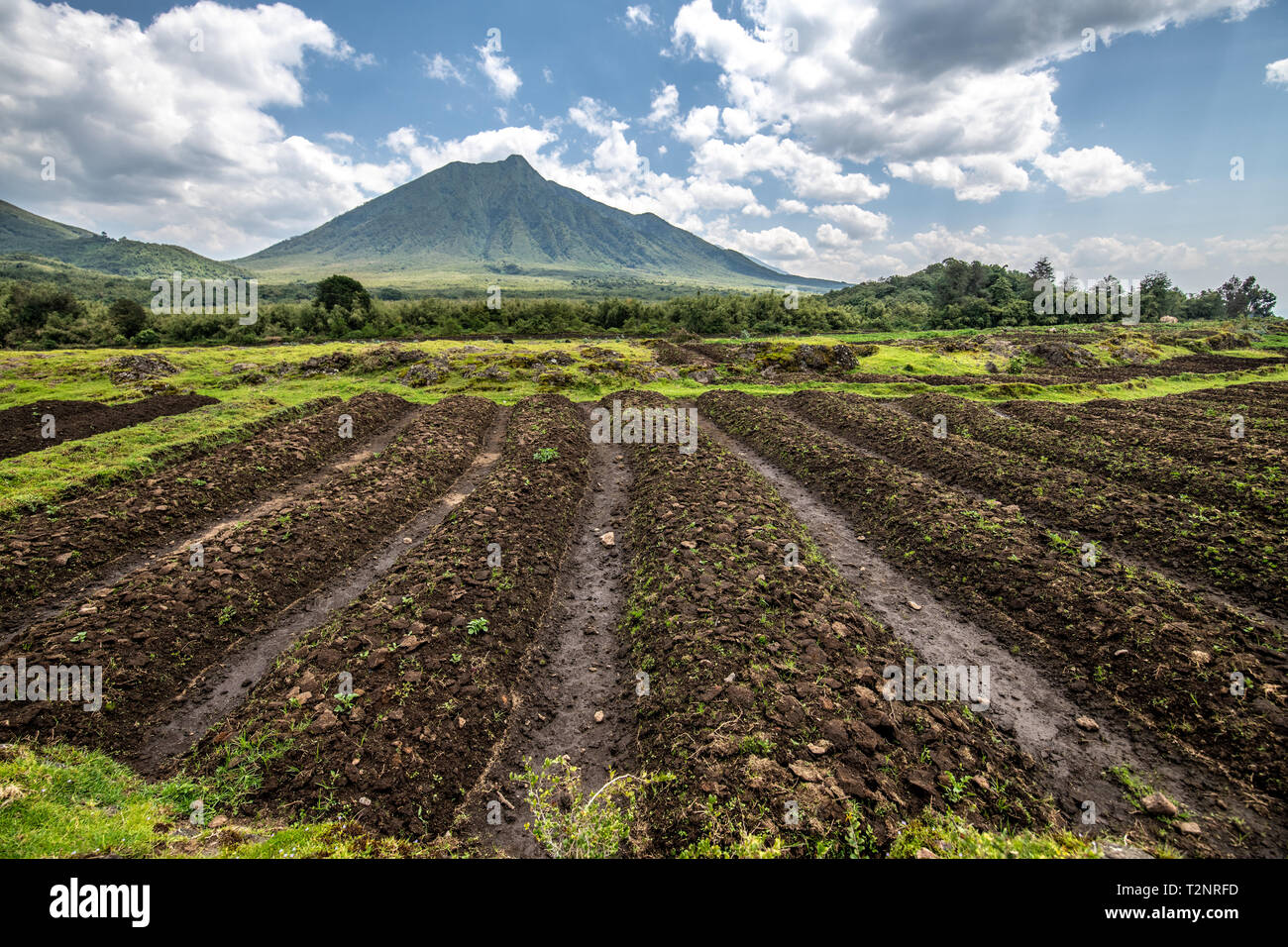 Potato fields on small farms near Volcanos National Park , Rwanda Stock ...