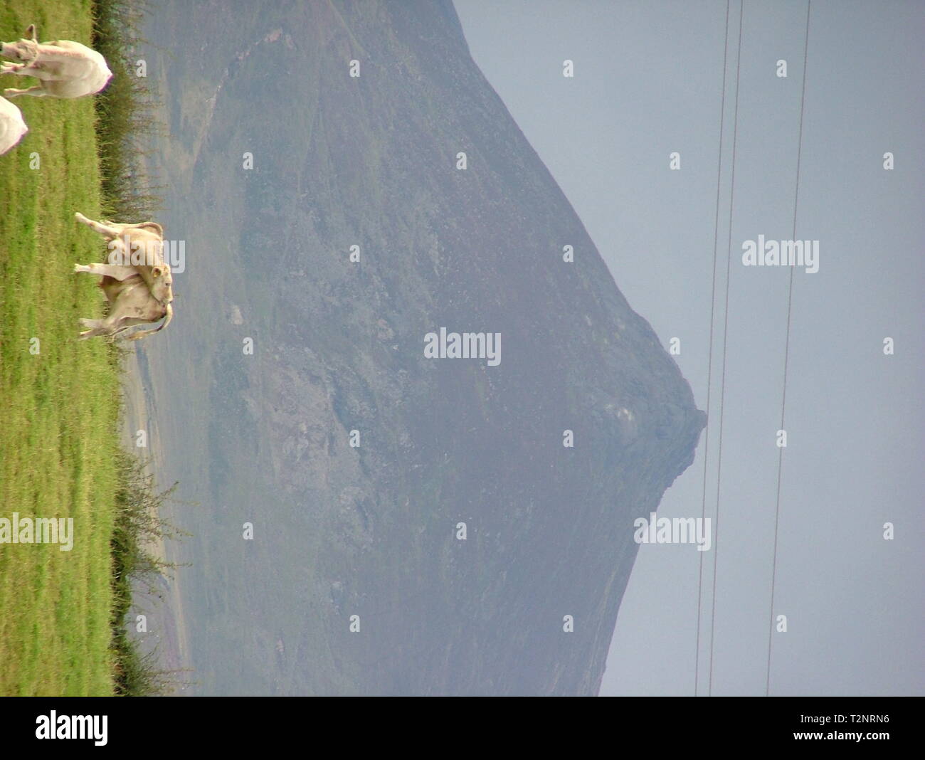 Royal County Down Golf Stock Photos & Royal County Down Golf Stock ...