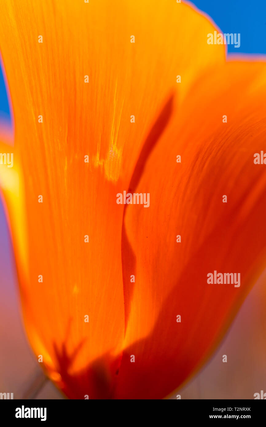 Close up unique point of view range poppies during super bloom season ...