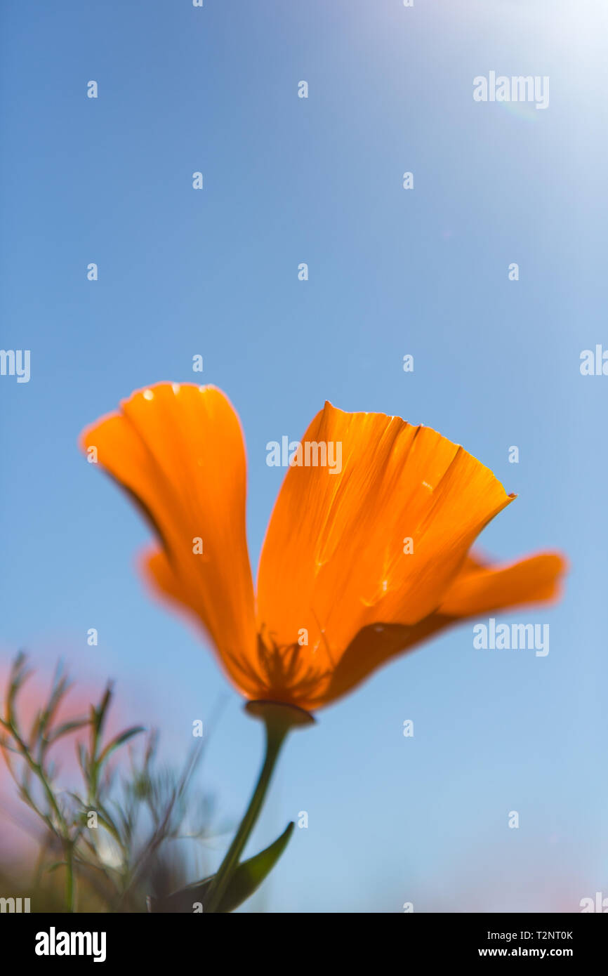 Close up unique point of view range poppies during super bloom season ...