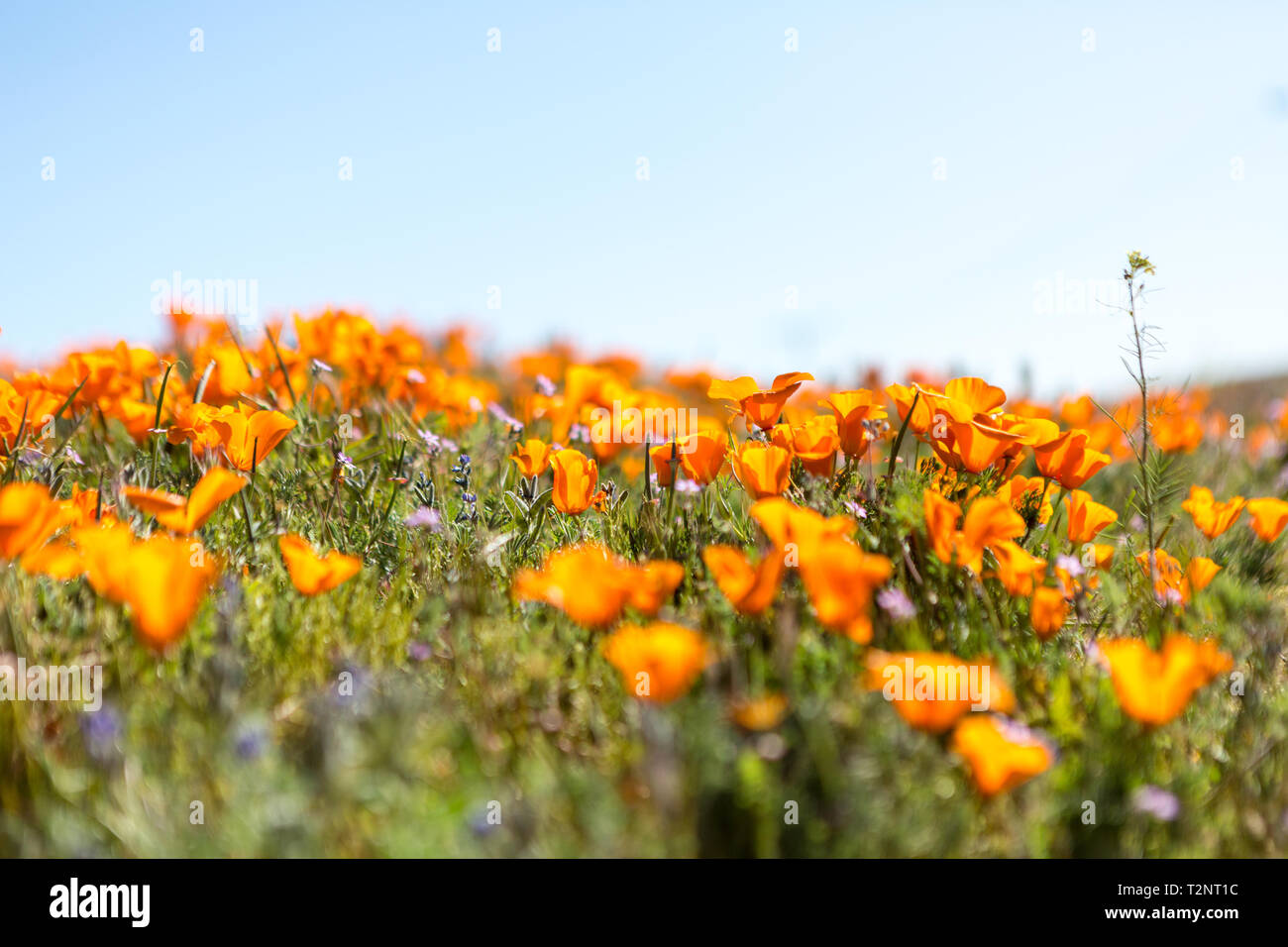 Orange poppies during super bloom season in Southern California Stock ...