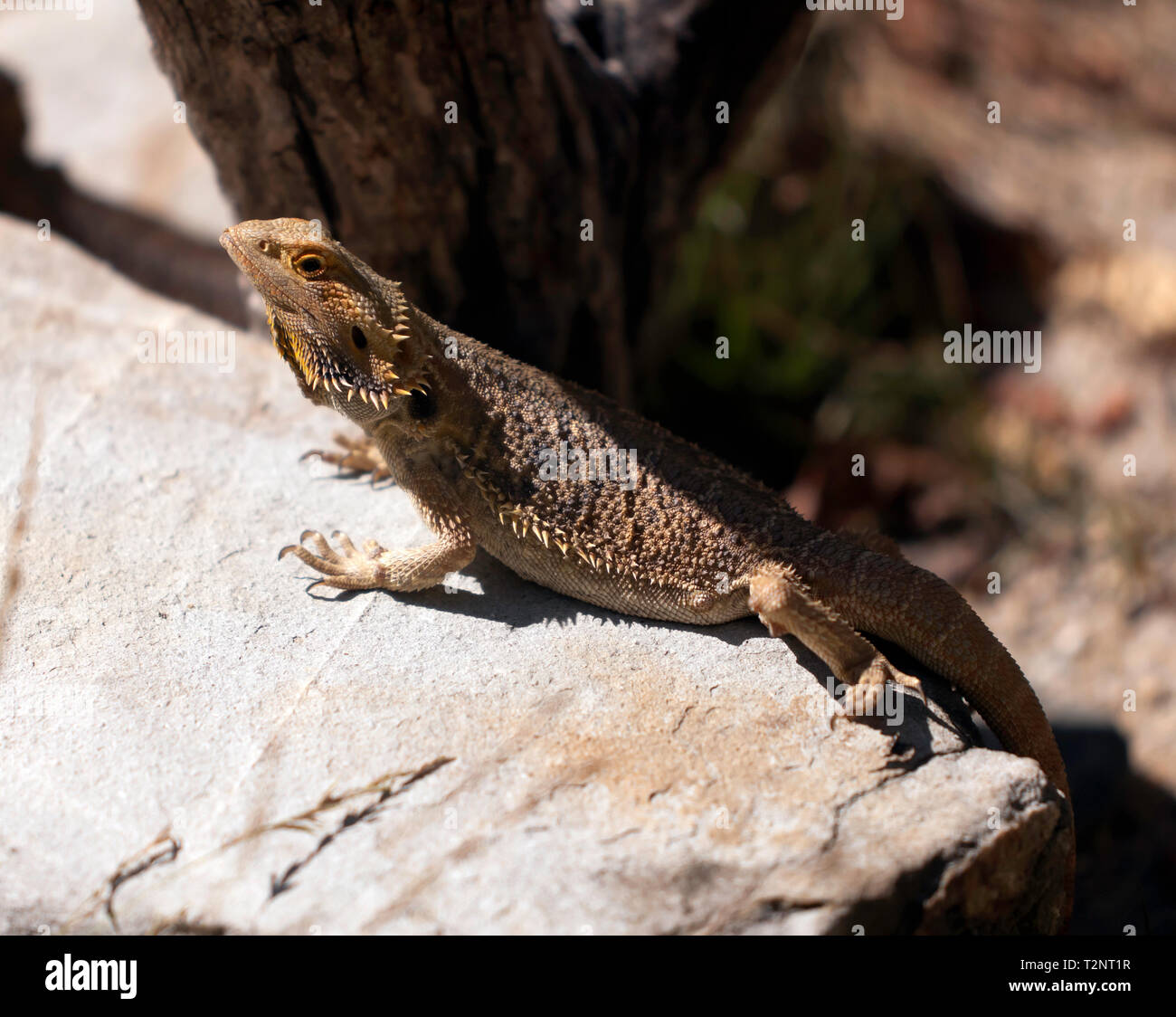 Bearded dragon at Hartley's Crocodile Adventures, Captain Cook Highway ...