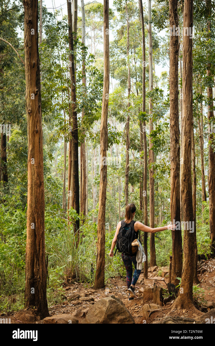 Hiker exploring forest, Ella, Uva, Sri Lanka Stock Photo - Alamy