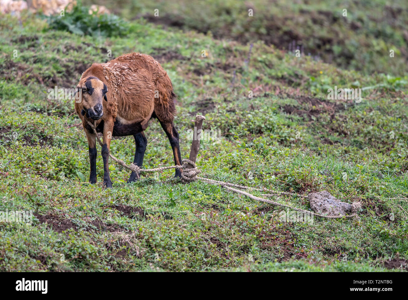 Tied goat on small farm near Volcanos National Park , Rwanda Stock ...