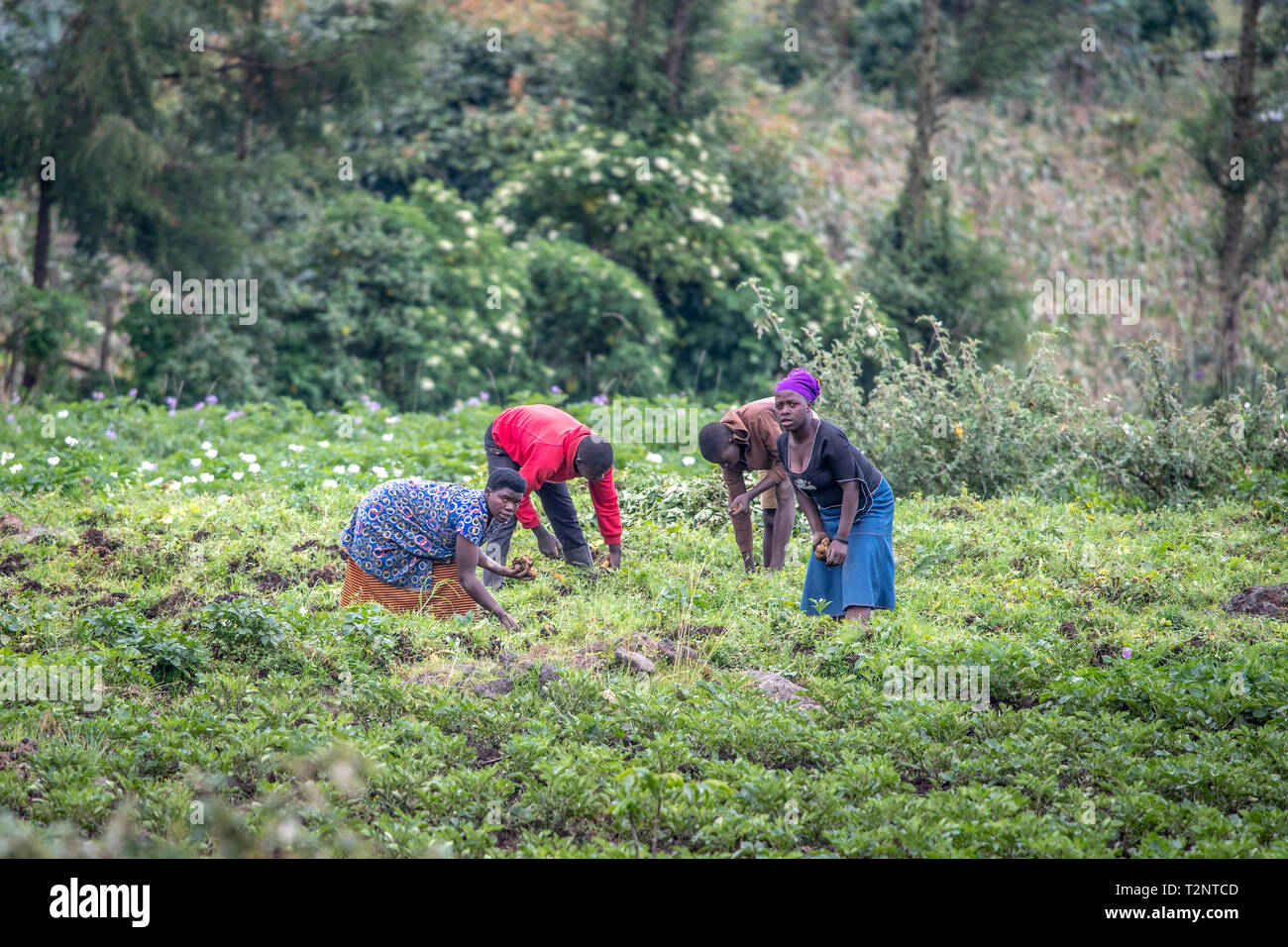 Potato fields on small farms near Volcanos National Park , Rwanda Stock ...