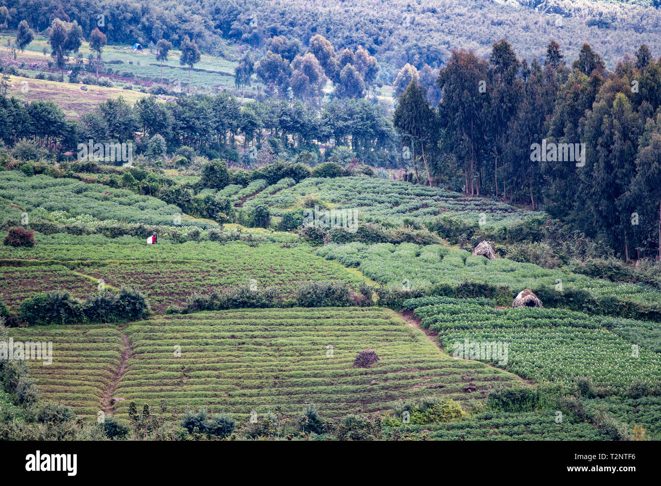Potato fields on small farms near Volcanos National Park , Rwanda Stock ...