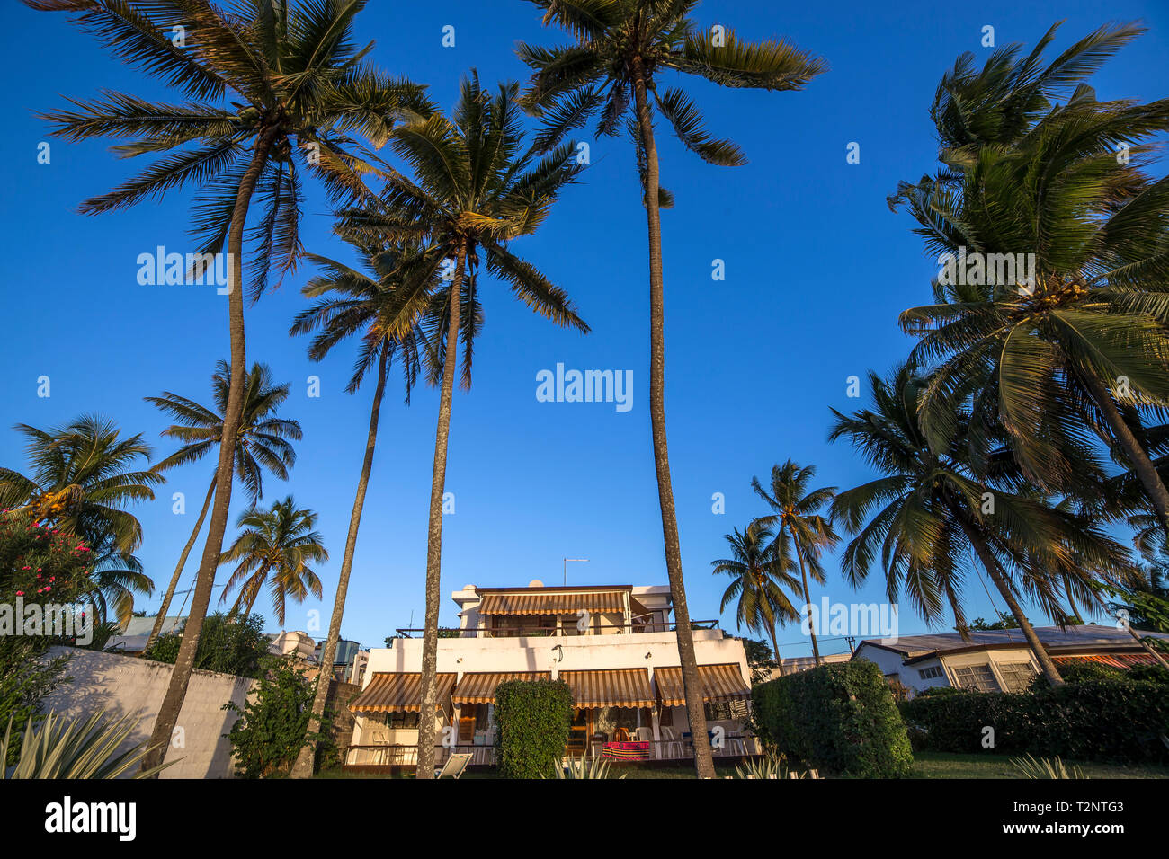 Coconut trees in Mauritius island Stock Photo - Alamy