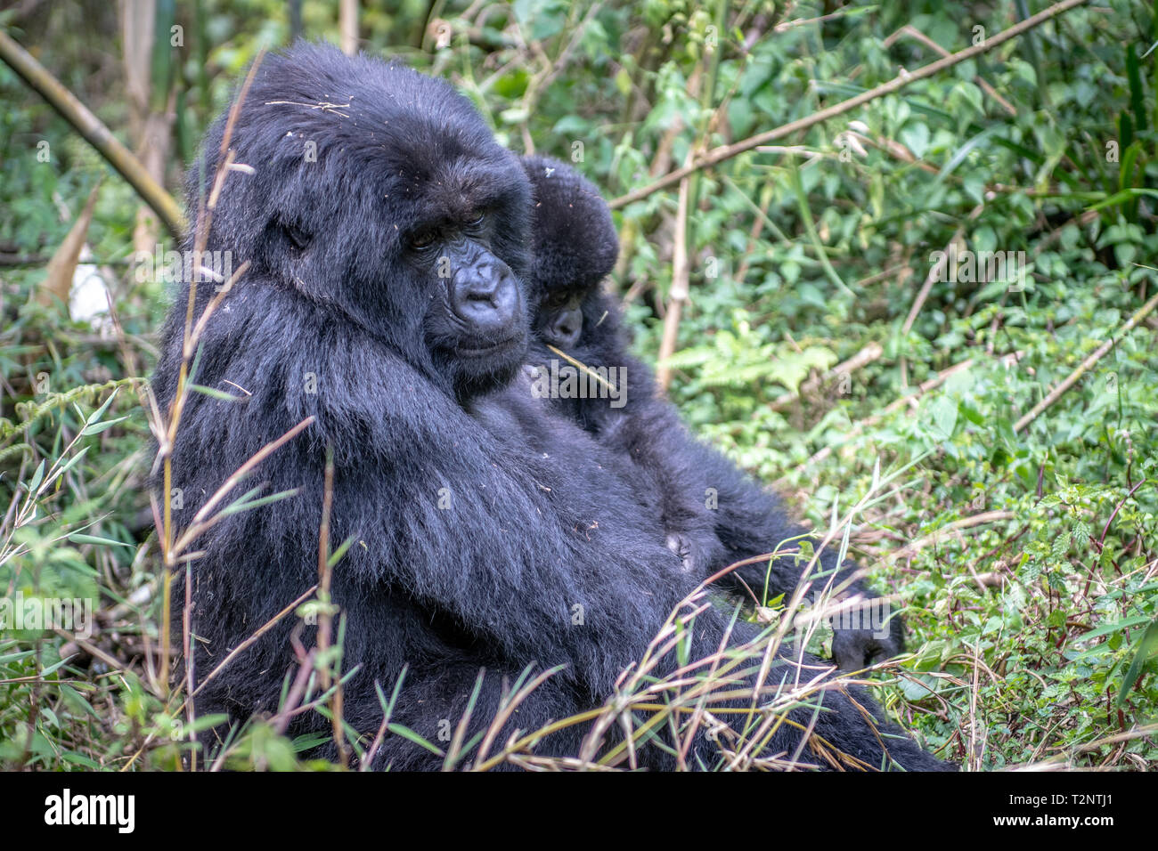 Group hug child hi-res stock photography and images - Alamy