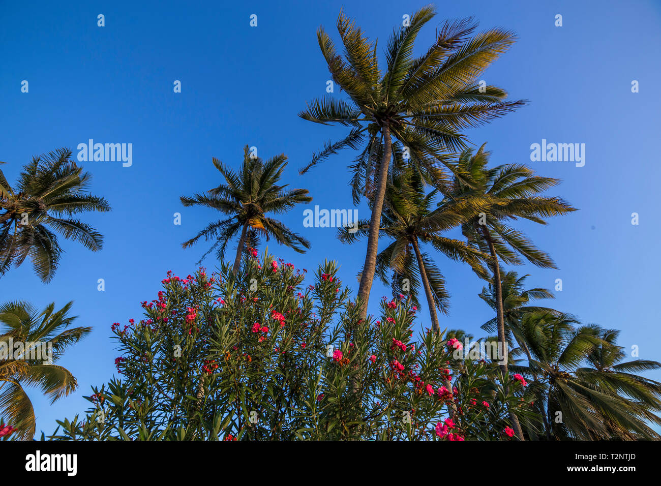 Coconut trees in Mauritius island Stock Photo - Alamy