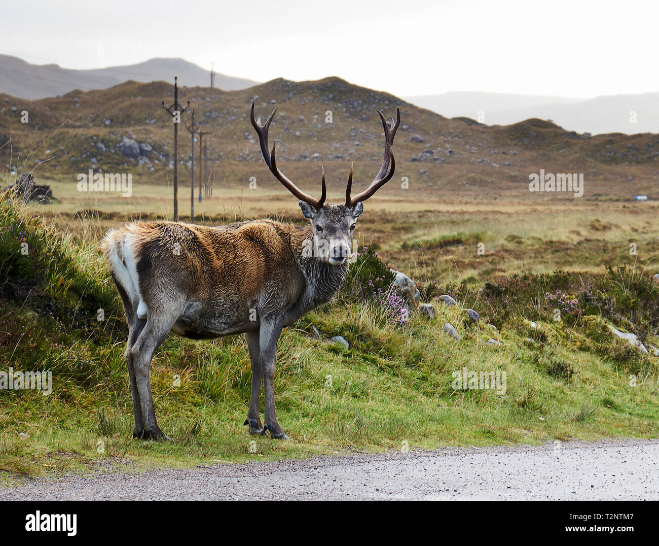 A highland deer looking over its shoulder from roadside, portrait ...