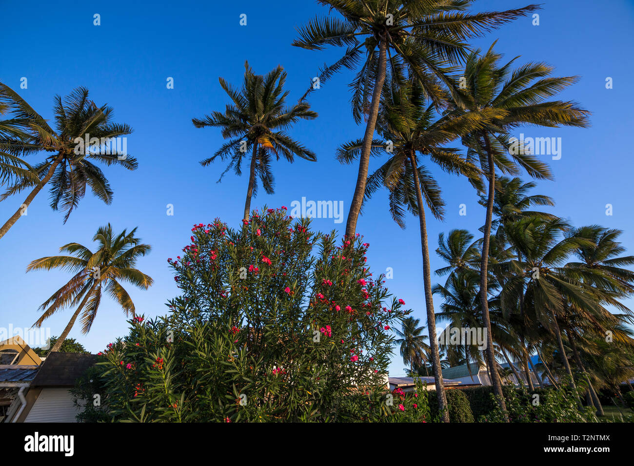 Coconut trees in Mauritius island Stock Photo - Alamy